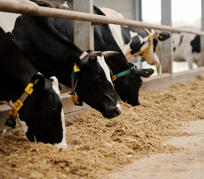 The Importance of Mycotoxin Lab Testing for Animal Feed | New Wave ...